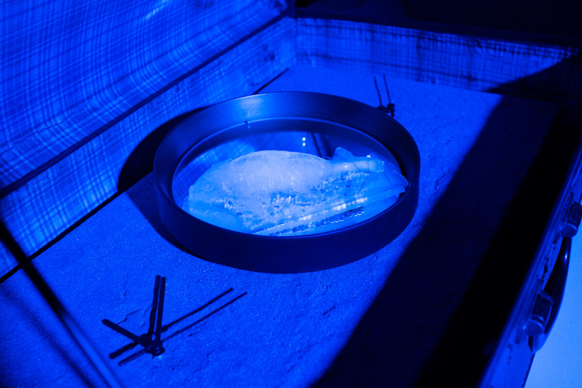 Monumental Elements – Museum of Contemporary Cuts